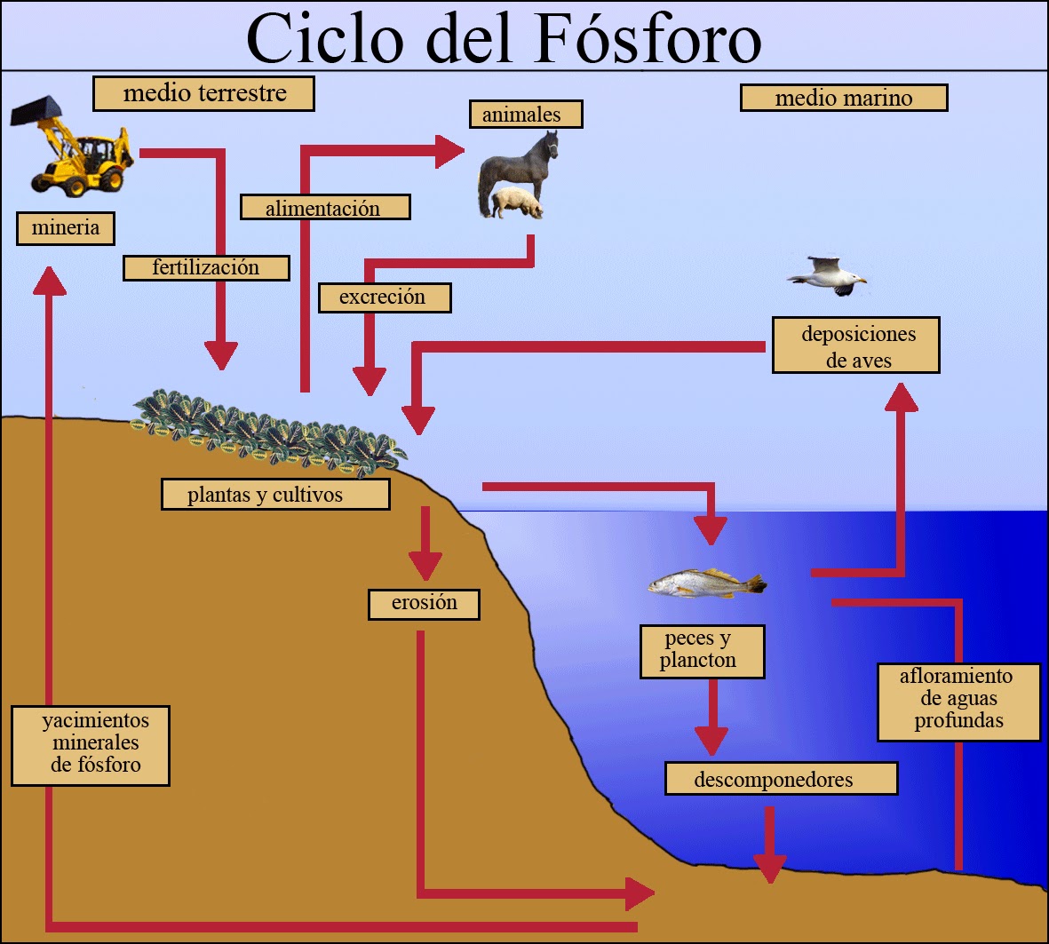 Biologia 4º ESO: Ciclos Biogeoquímicos