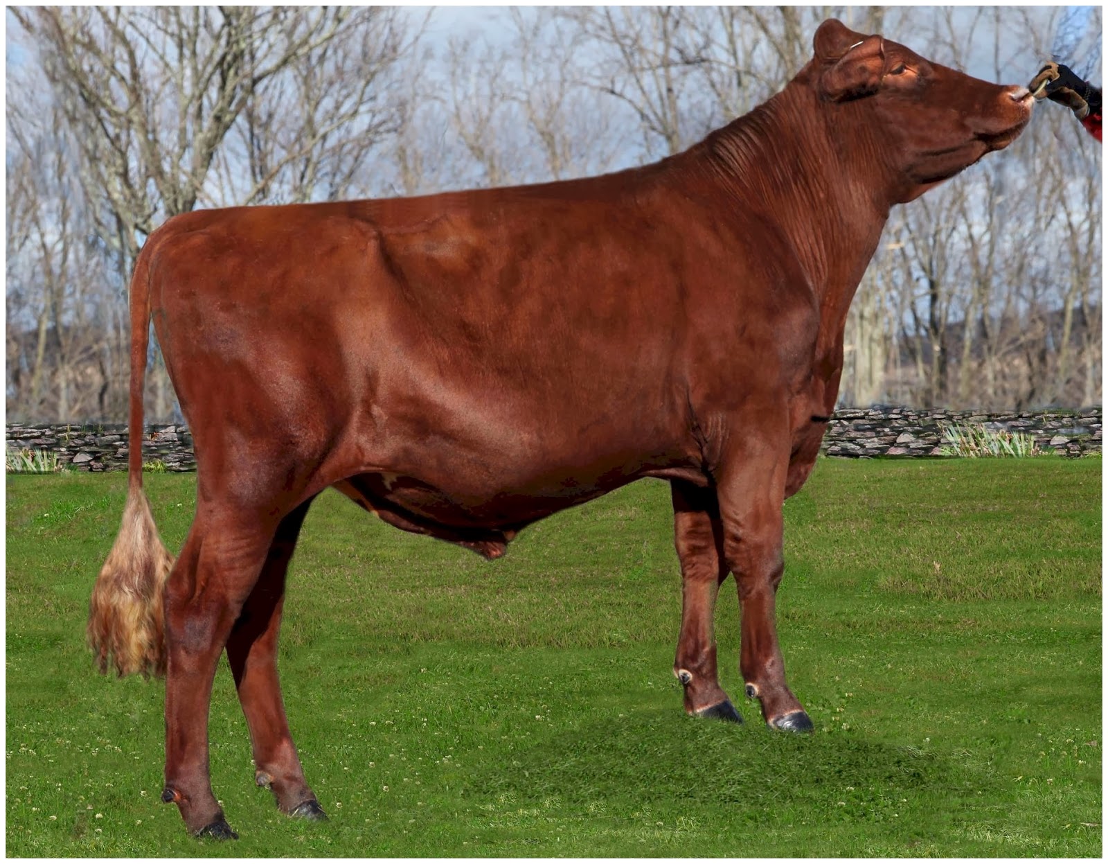 Generalidades de la Ganadería Bovina.: Milking Shorthorn