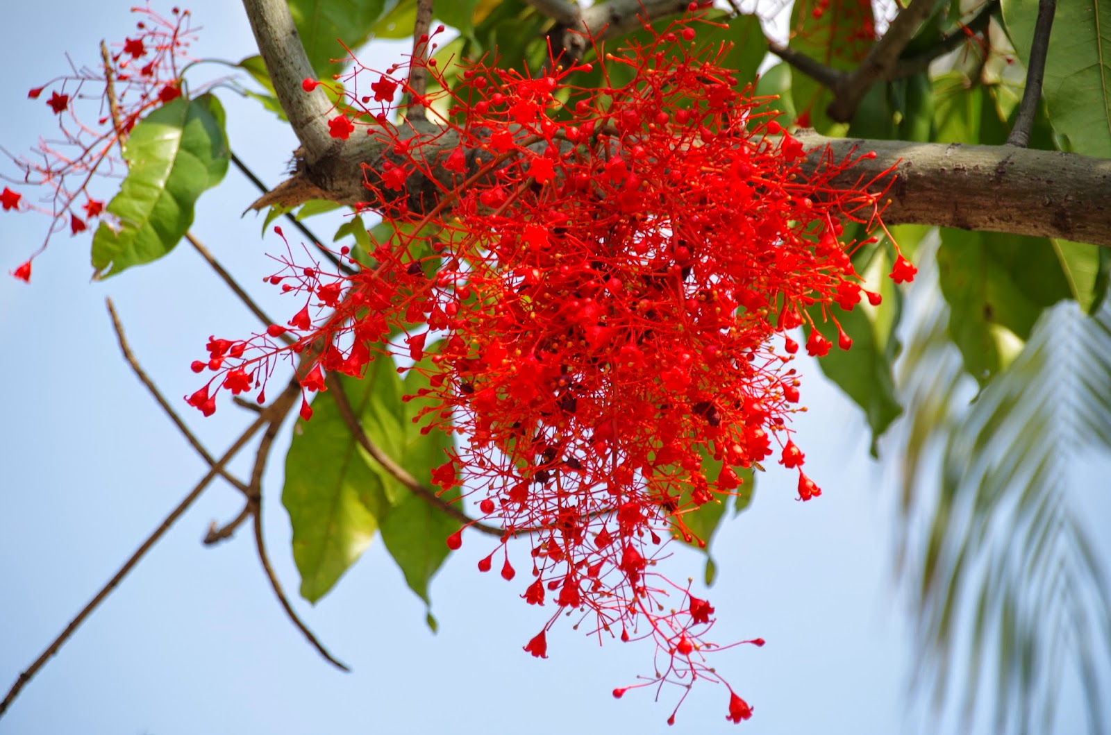 Trees and Plants: Illawarra Flame Tree