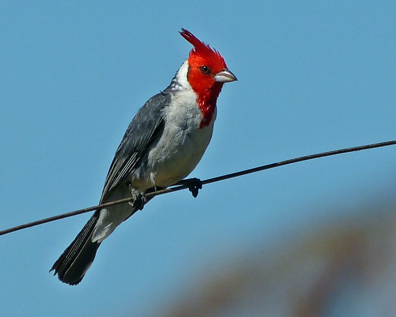 Cardenal copete rojo wallpapers