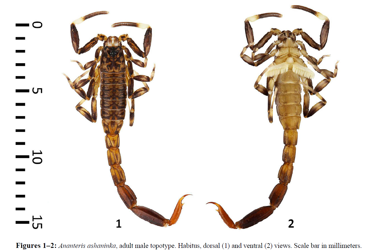 The Scorpion Files Newsblog: On the taxonomy of some Amazonian scorpions