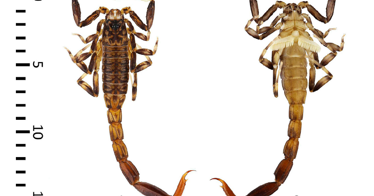 The Scorpion Files Newsblog: On the taxonomy of some Amazonian scorpions