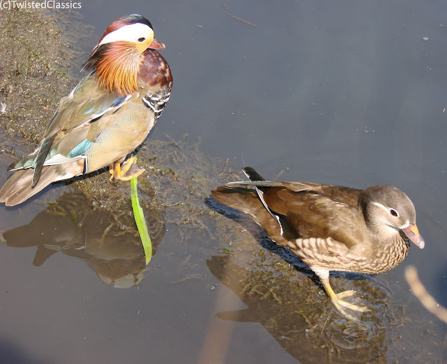 Birds and wildlife: Confusing Mandarin drakes in eclipse or are they ...