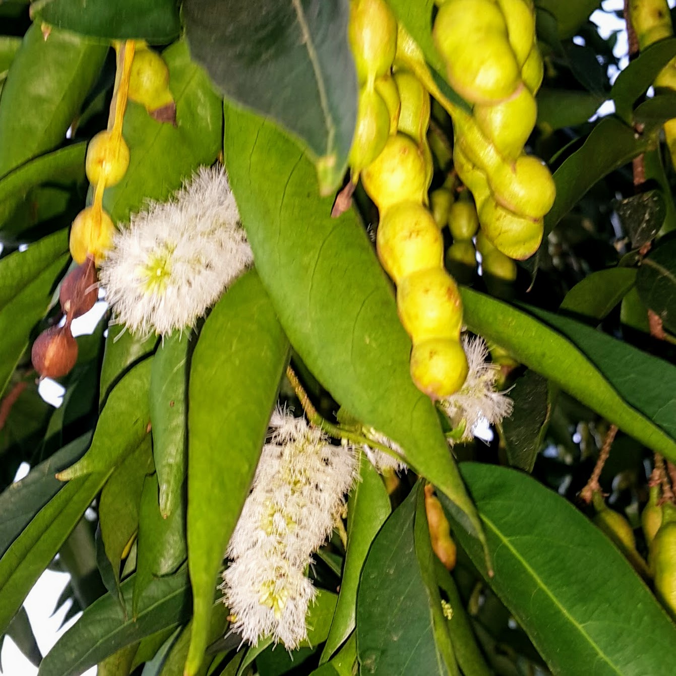 "Verdade//aspas" : 👪 Fabaceae (Inga marginata)