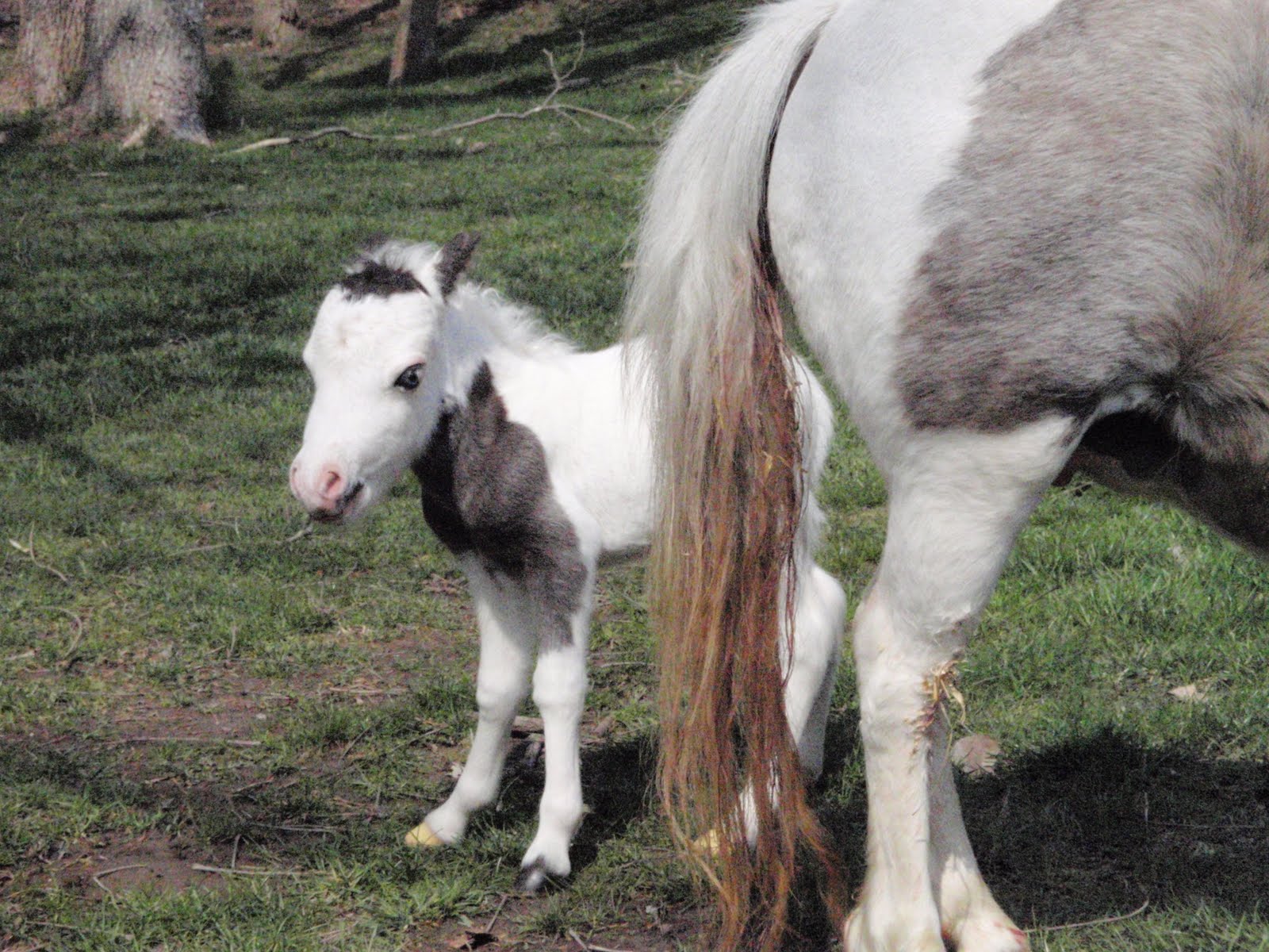 Katrina Kittle's Blog: #91: Baby Mini Pony