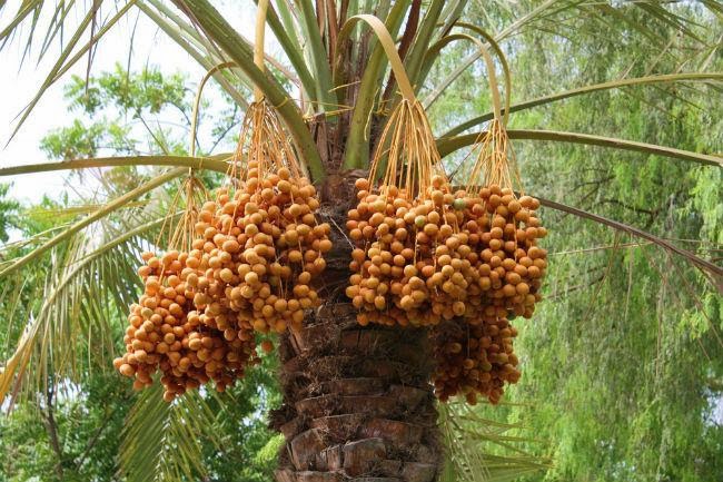 Green Raw Cuisine: Los dátiles, grandes beneficios en pequeños frutos