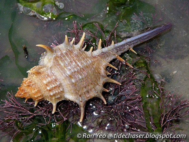 tHE tiDE cHAsER: Murexes, Rock Shells & Drills (Phylum Mollusca: Family ...