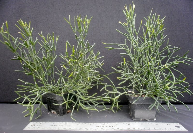 Plants Are The Strangest People Another Sale trade Preview Post plants-are-the-strangest-people-another-sale-trade-preview-post