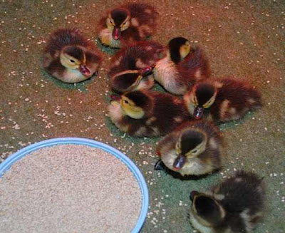 Pato mais raro do mundo consegue reproduzir em cativeiro ~ CALDEIRÃO DO ...