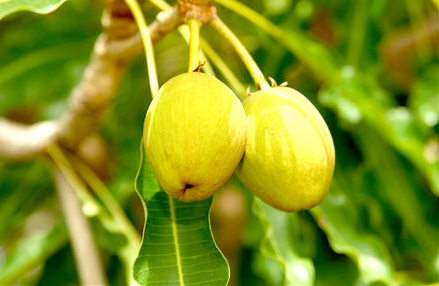 Reeds in the Wind: The Amazing Shea Tree