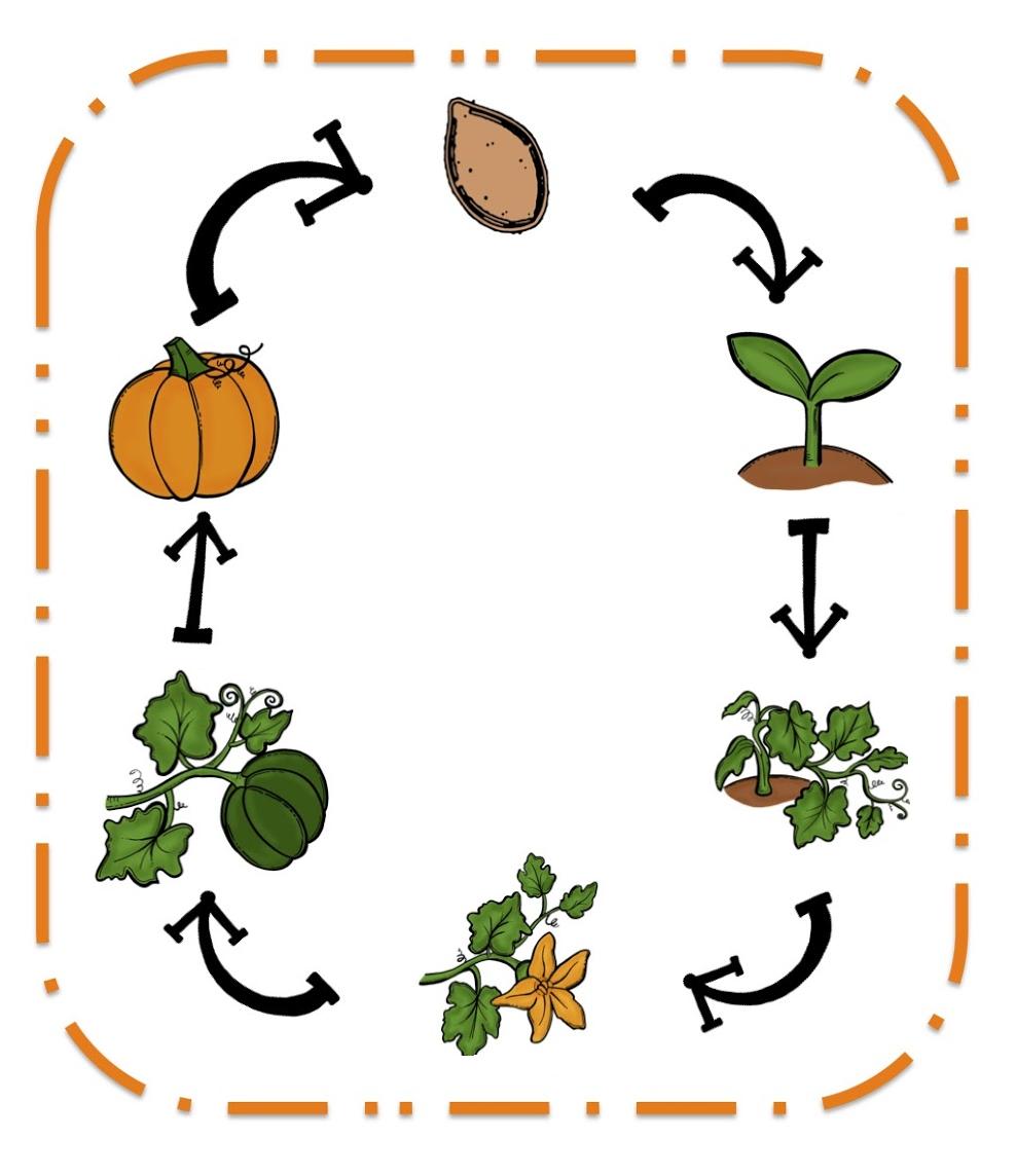 RECURSOS y ACTIVIDADES para Educación Infantil: CICLO DE VIDA a color ...