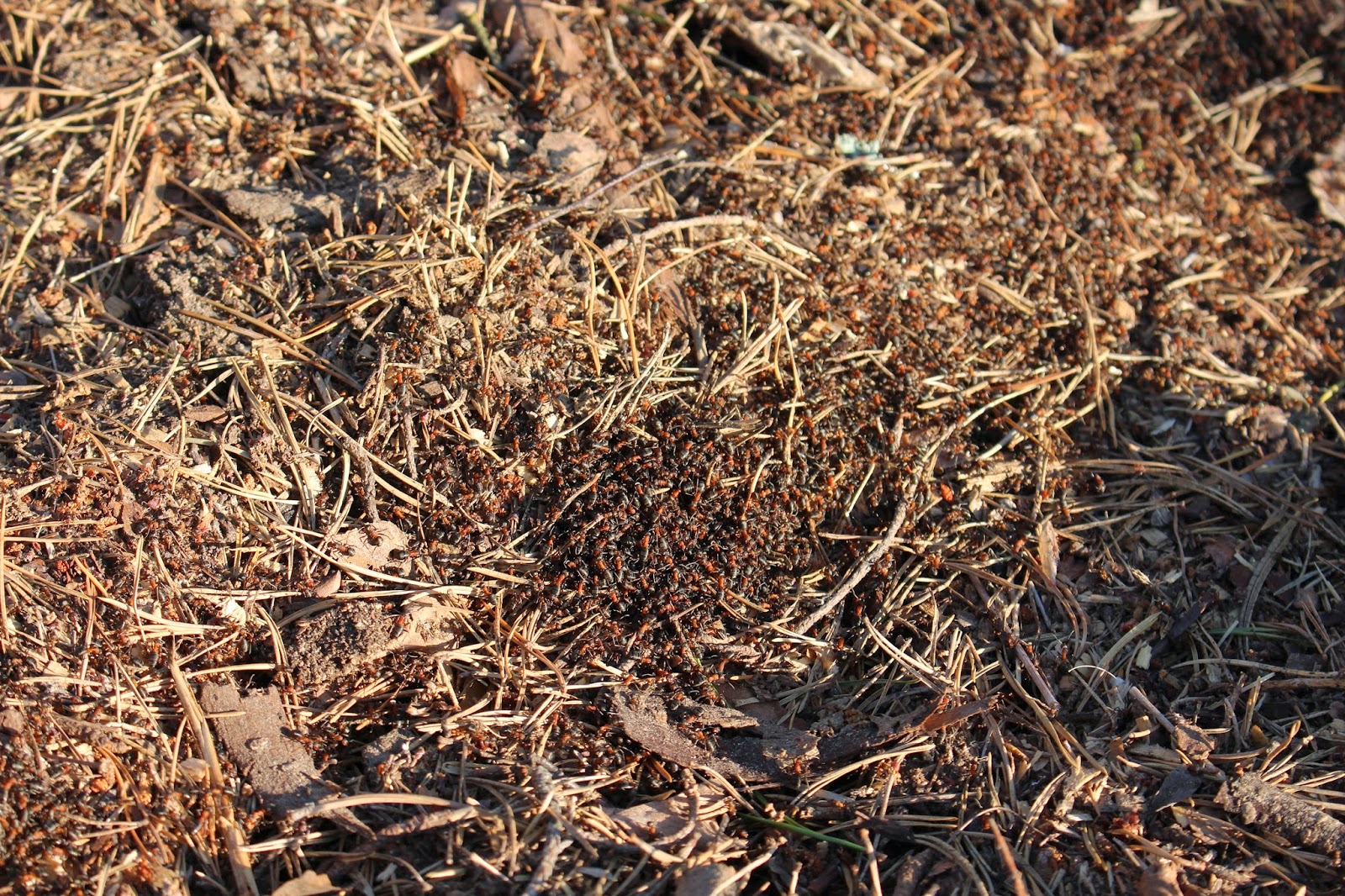 Livet på Lillgård: Myrstack!