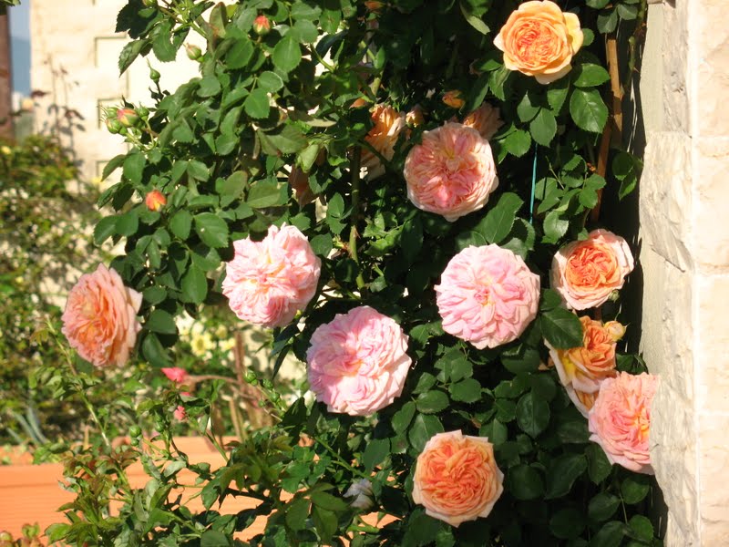 Jurnal de gradina: Rosa Alchemist