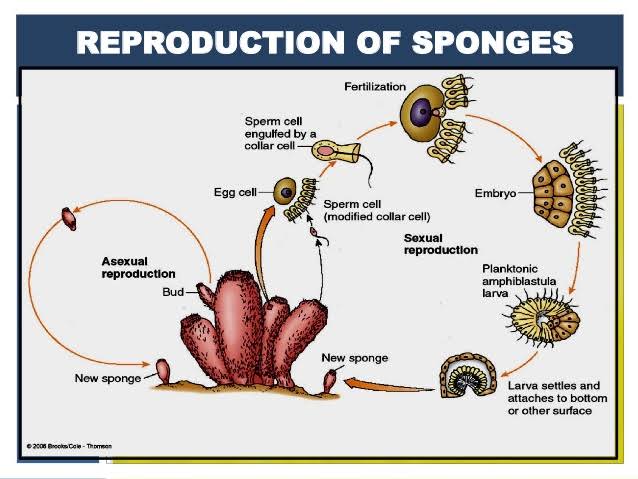 Porifera: Definisi, Struktur, Makanan, Klasifikasi, Reproduksi, dan ...