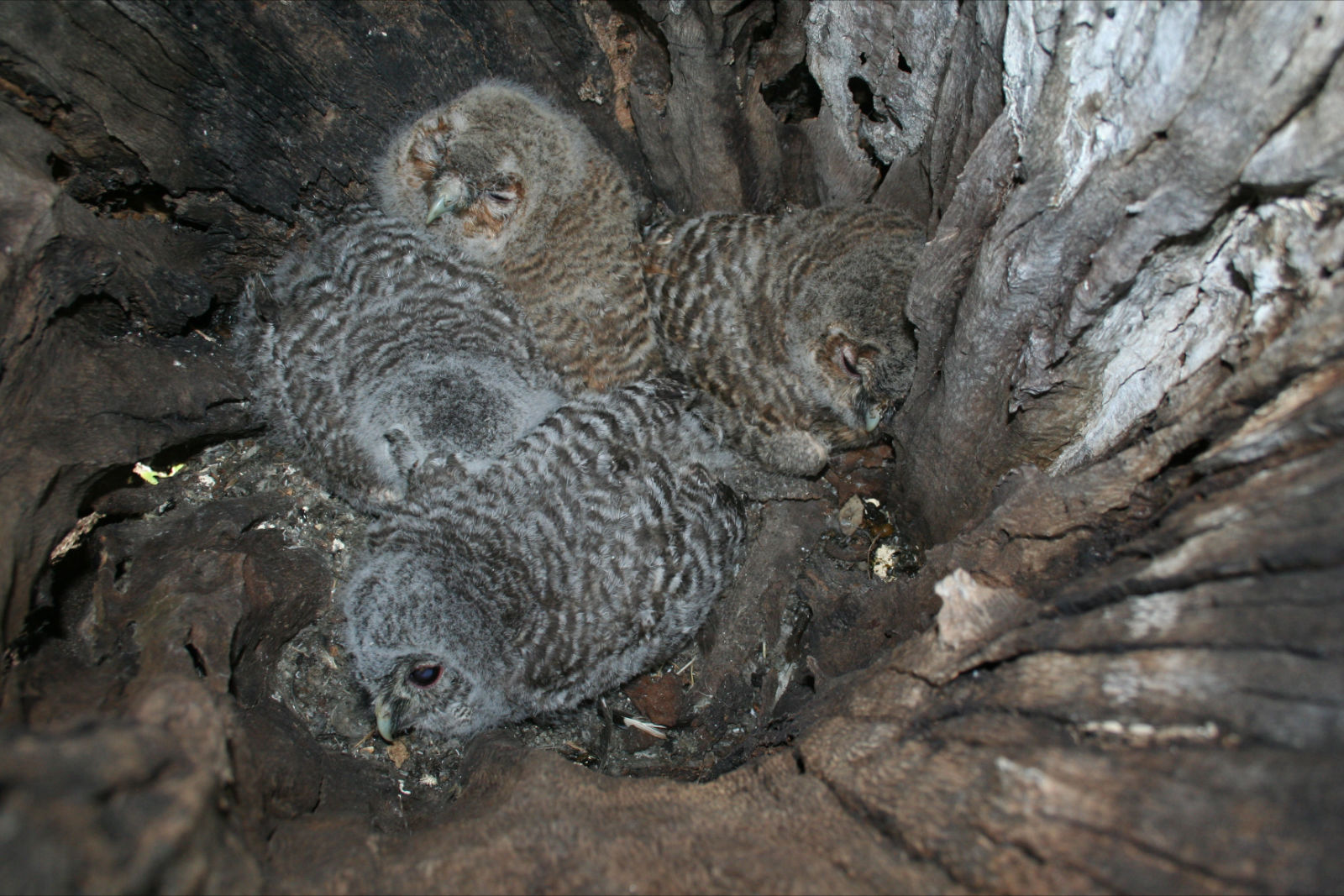 Naturaleza y ornitología: Nido de Cárabo Común (Strix aluco)