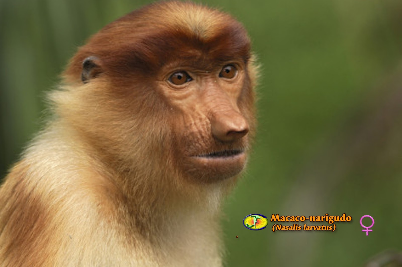 Mamíferos: Macaco-narigudo (Nasalis larvatus)
