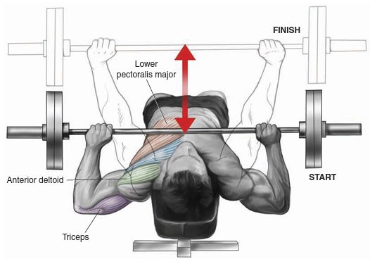 10 Best Exercises for Building Lean Muscle Mass - SHREDDEDFIT