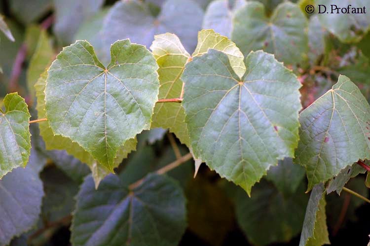 Field Biology in Southeastern Ohio: Wild Grapes