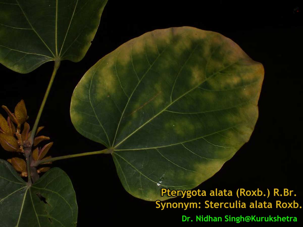 Medicinal Plants: Pterygota alata, Sterculia alata, Buddha Coconut ...