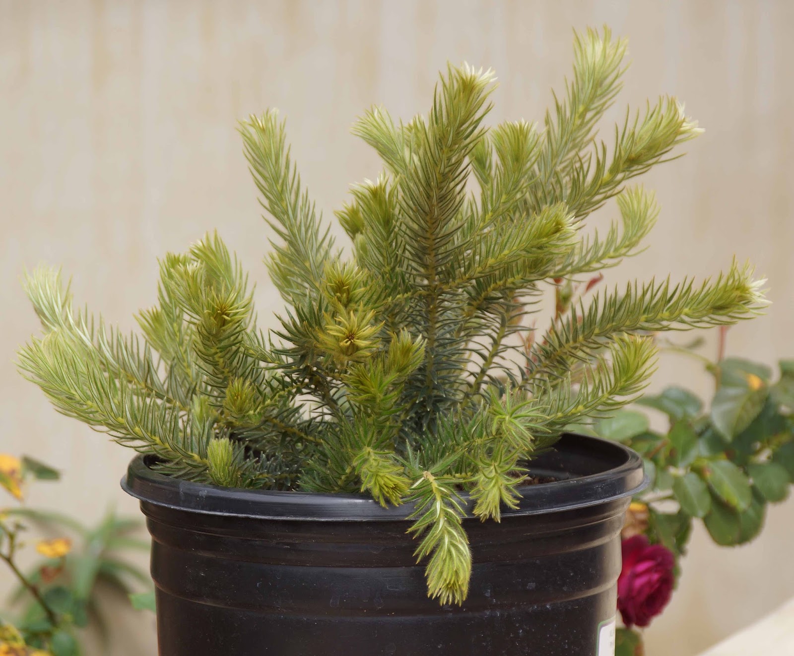 Phylica pubescens And Other New Plants