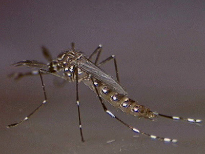Mosquito da dengue: expert em sobrevivência - Animais que são o bicho