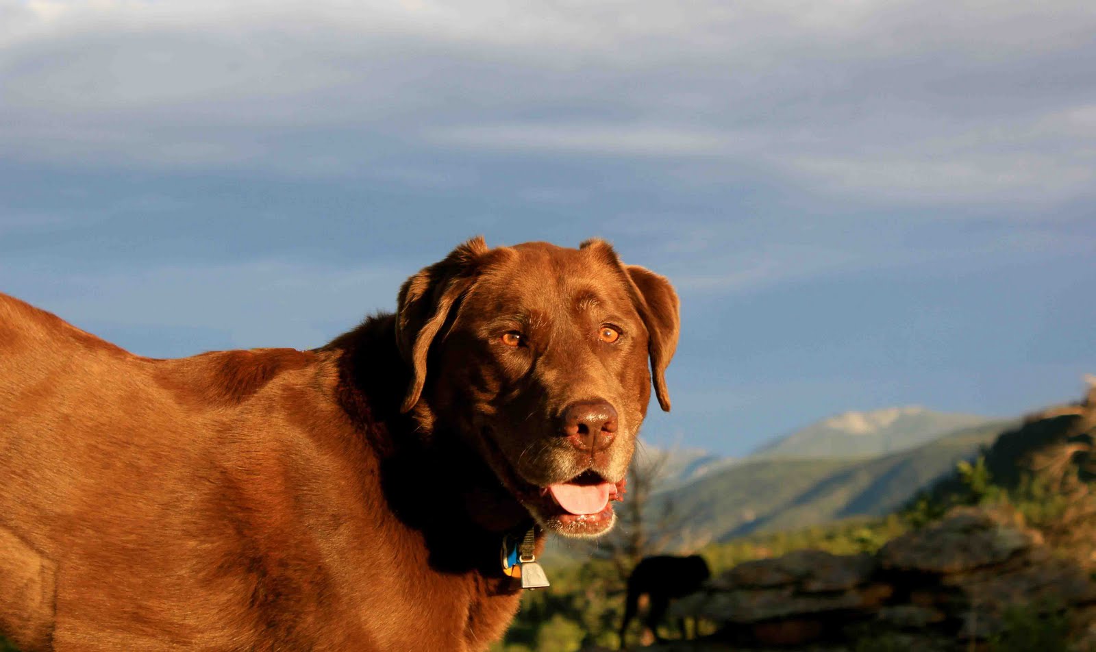 Romping and Rolling in the Rockies: Cats in the night