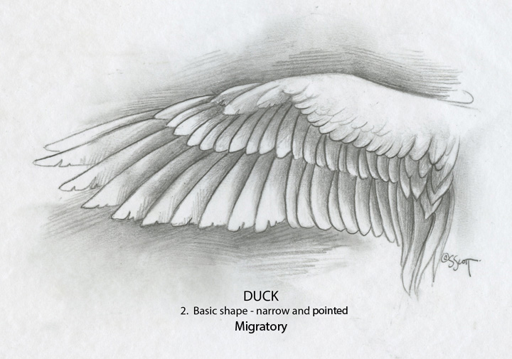 Sandy Scott Art: #423 In the studio: Bird anatomy, con't