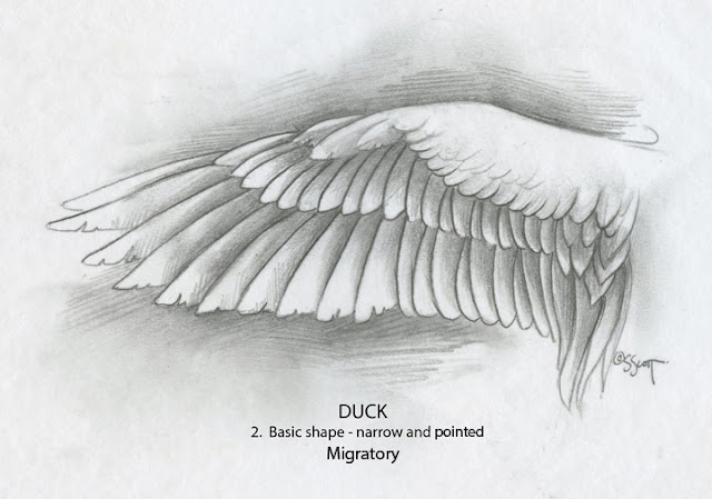 Sandy Scott Art: #423 In the studio: Bird anatomy, con't