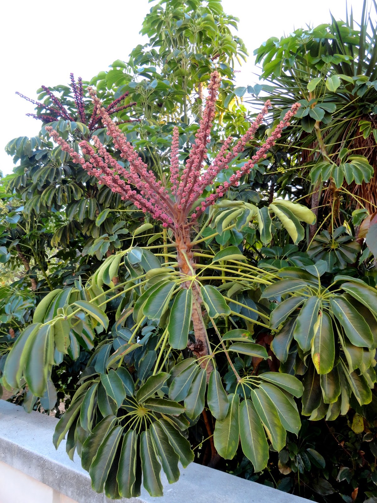 danger garden: Huntington Fridays from 2014, a sequel