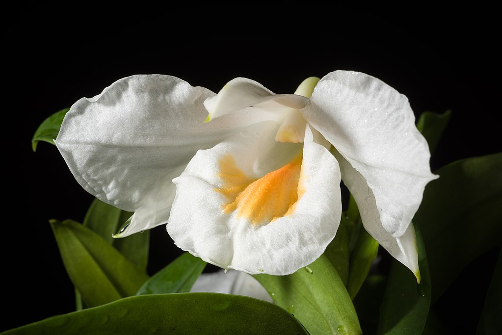 Dendrobium formosum care and culture | Travaldo's blog