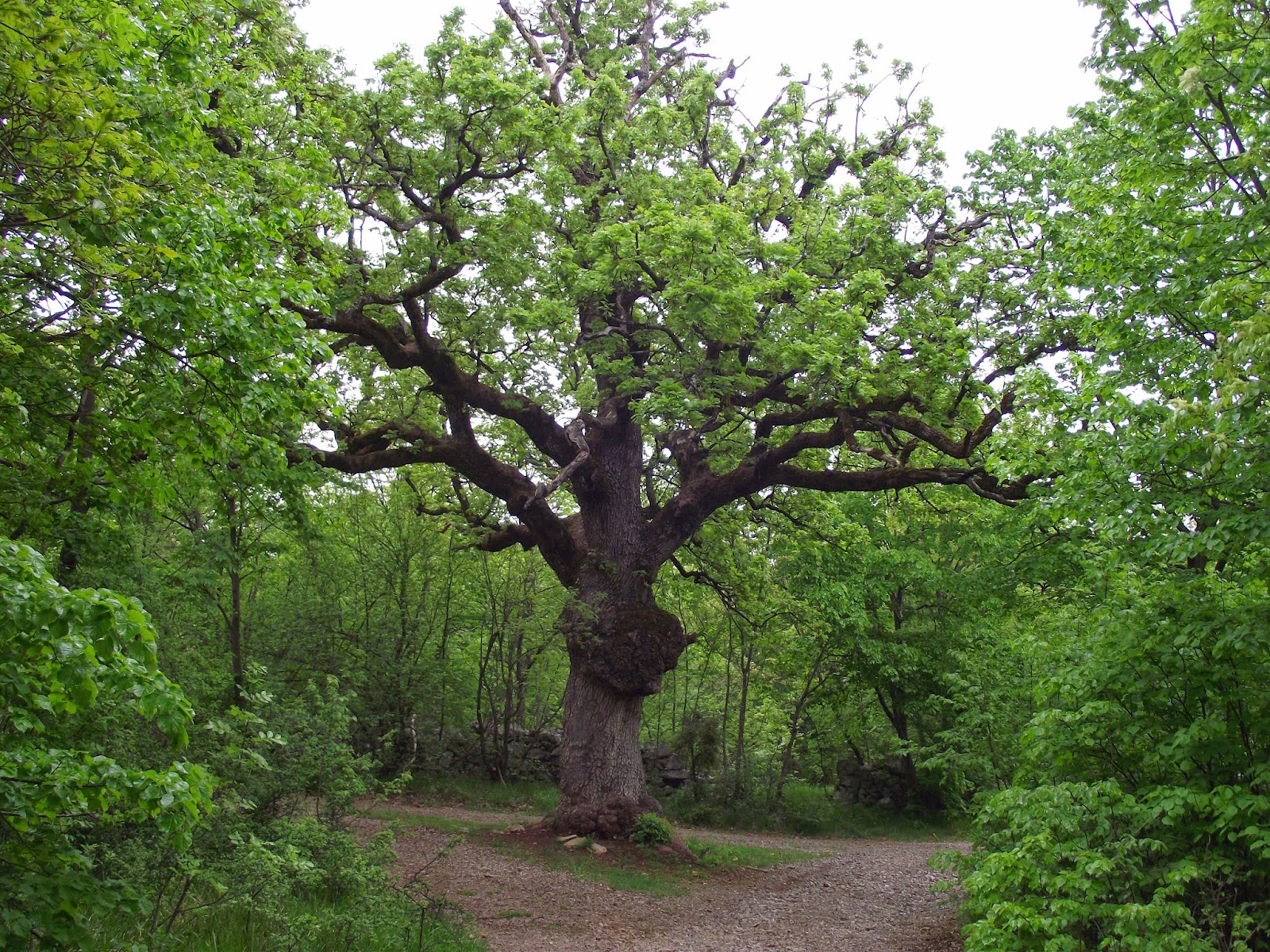 Carso segreto: La Quercia di Napoleone
