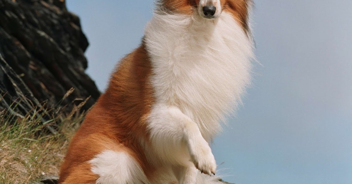 Amici animali - GoVegan: [Finti e famosi] Lassie