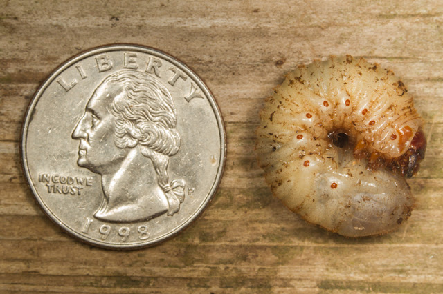 Roads End Naturalist: Crawling on your back...doing the Grub