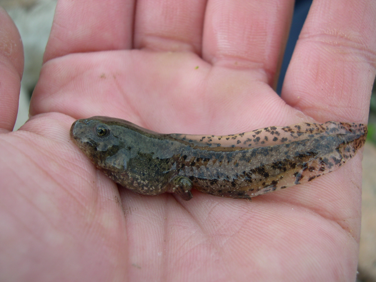 La herpetofauna de Zamora: Primeras puestas, larvas y culebrilla ciega.