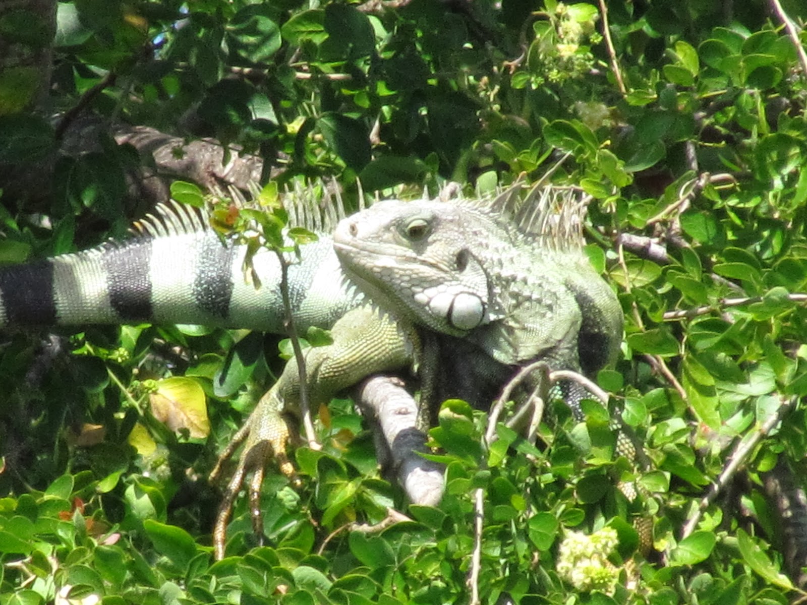 Foto Blog Puerto Rico: Dos tipos de Iguanas. Puerto Rico