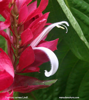 El Jardí de Menuda Natura: Jacobínia