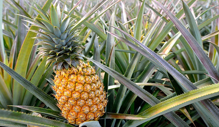 Kilimo cha Mananasi na masoko yake Tanzania - USHAURI - BONGOSTARS