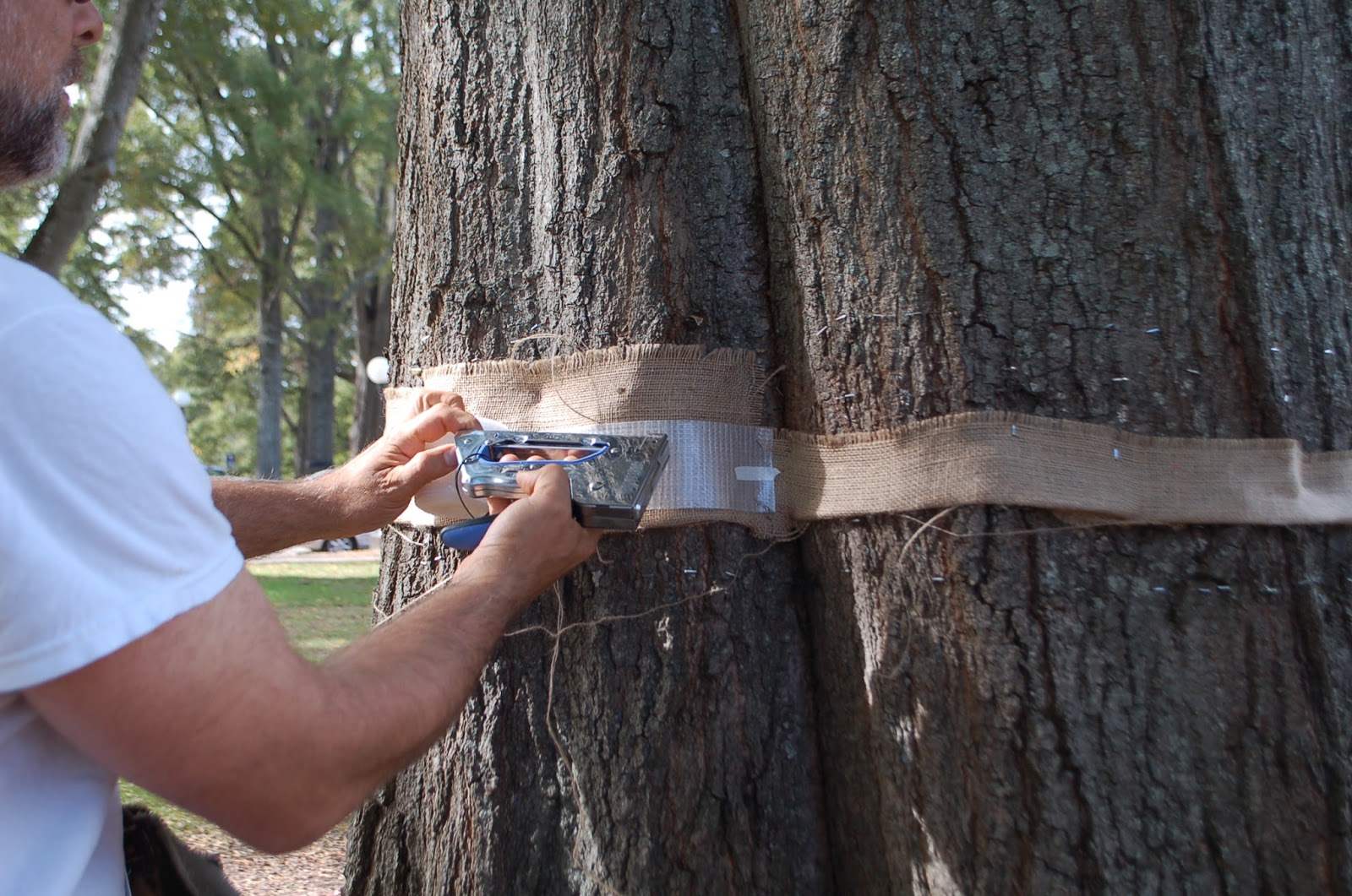 Durham Council of Garden Clubs: Cankerworm Banding Days for Durham Set ...