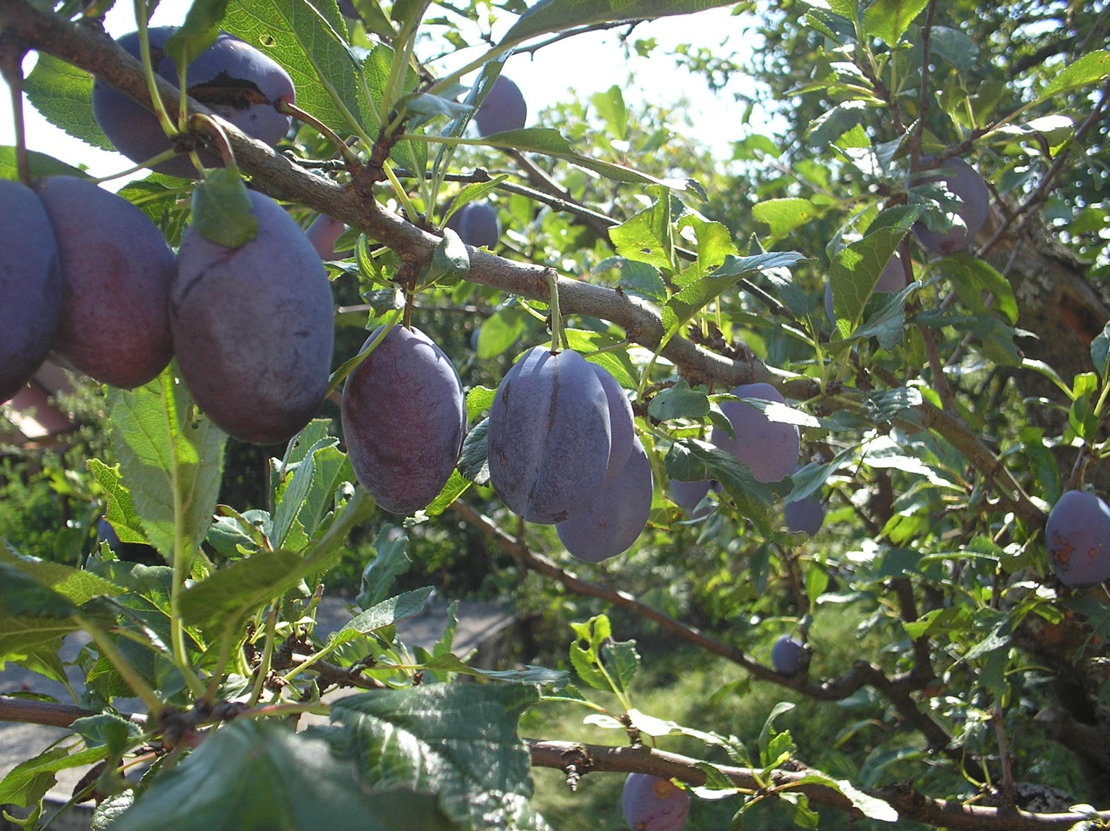 Jedozovni duo: ŠLJIVE