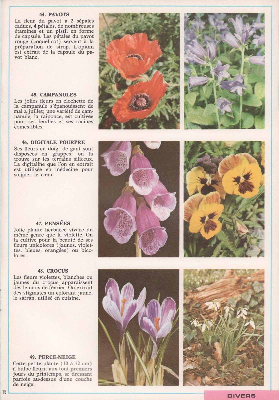 Leçons de choses: Documentation scolaire 131 : Plantes à fleurs II