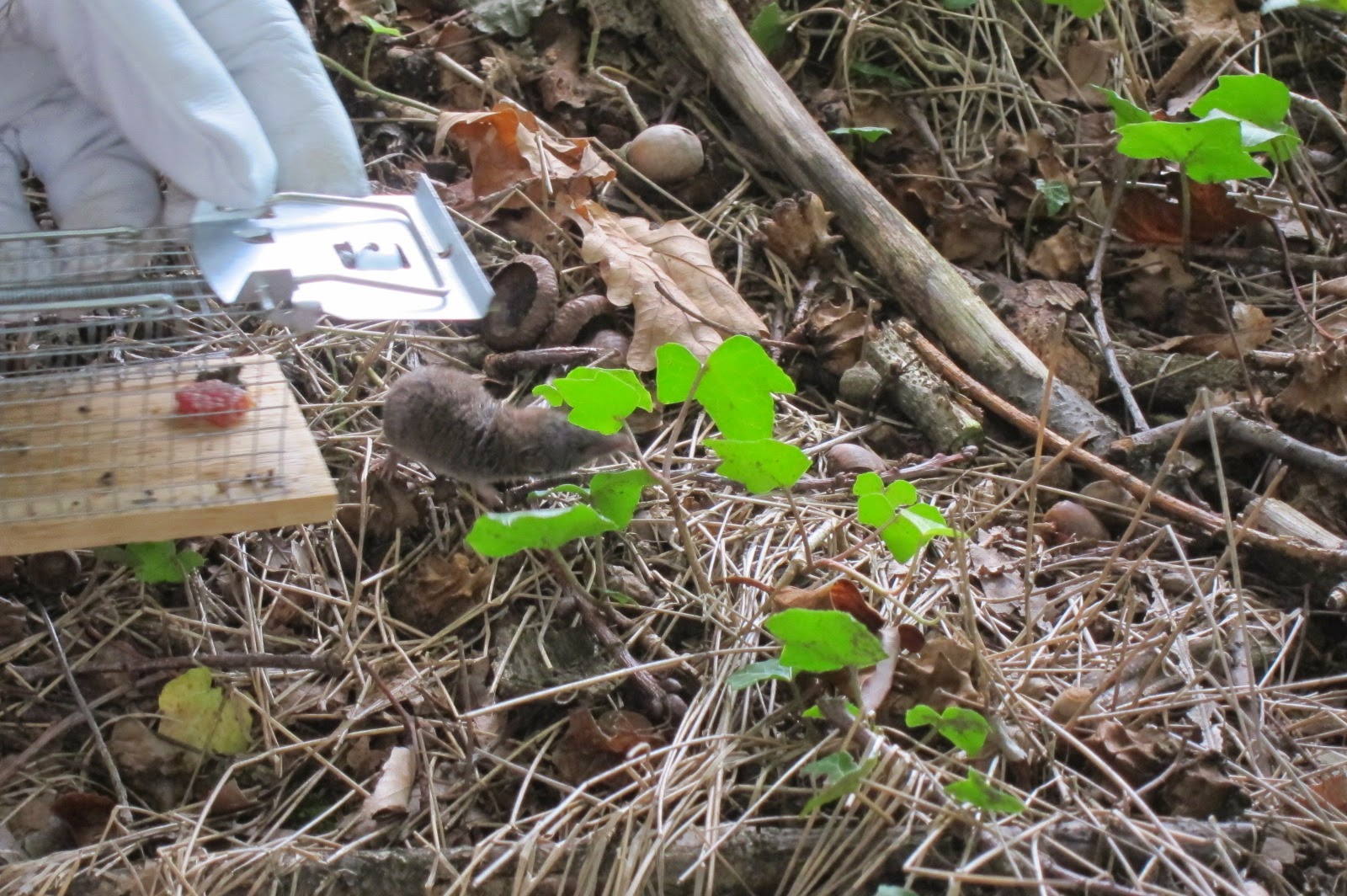 an american in belgië : The Trapping of the Shrew