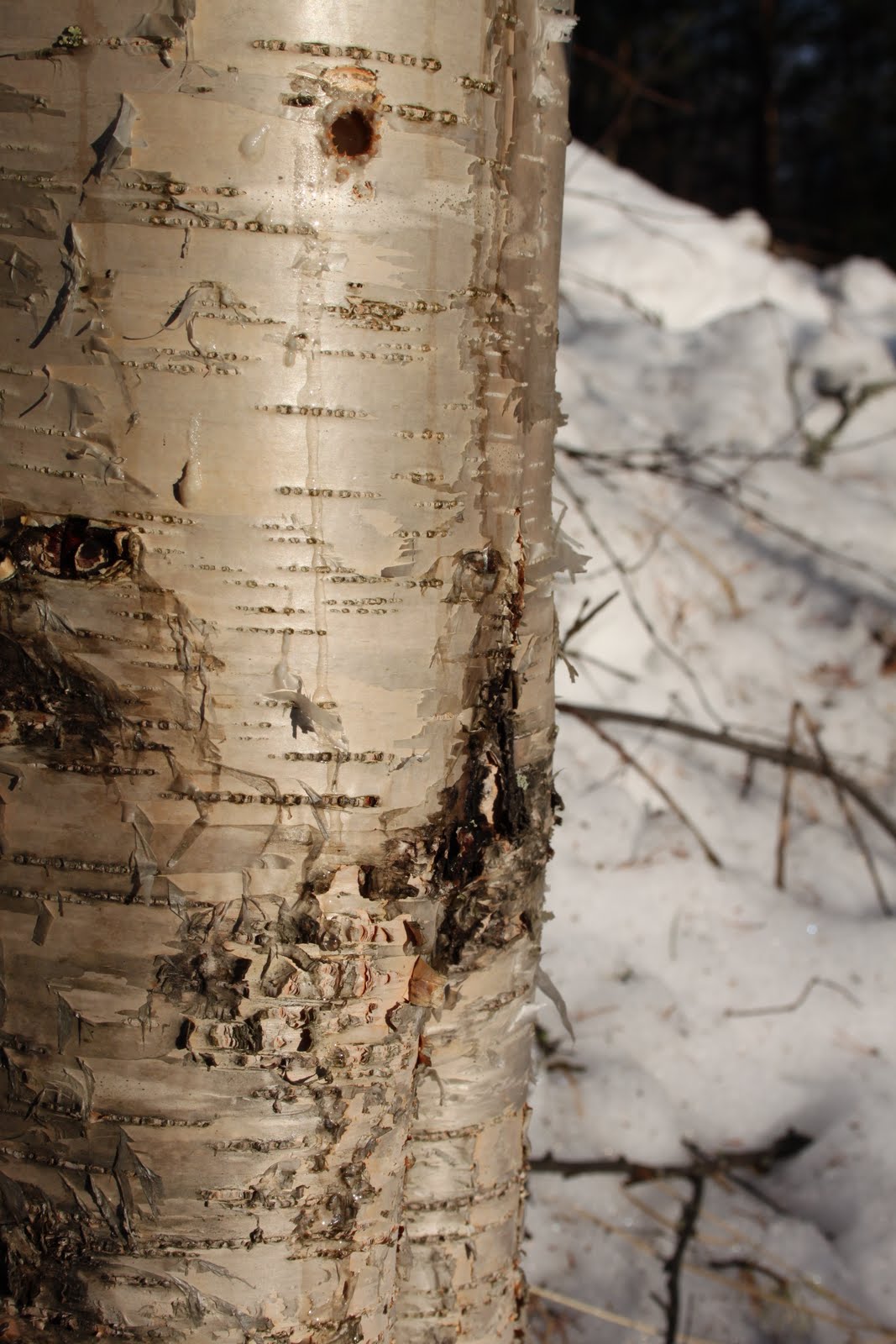 Kansanparantajan Perillinen: Koivun mahla