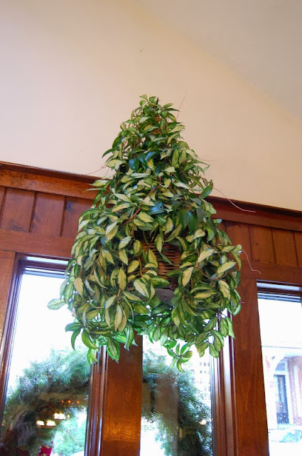 The Indoor Garden: How to care for the Hoya Carnosa variegata