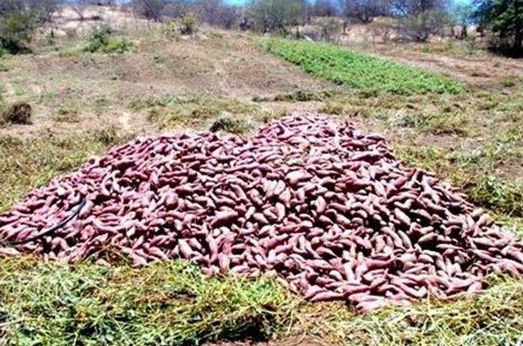 PALESTINAONLINE: Batata doce vira ‘ouro’ no Sertão e Conceição na PB se ...