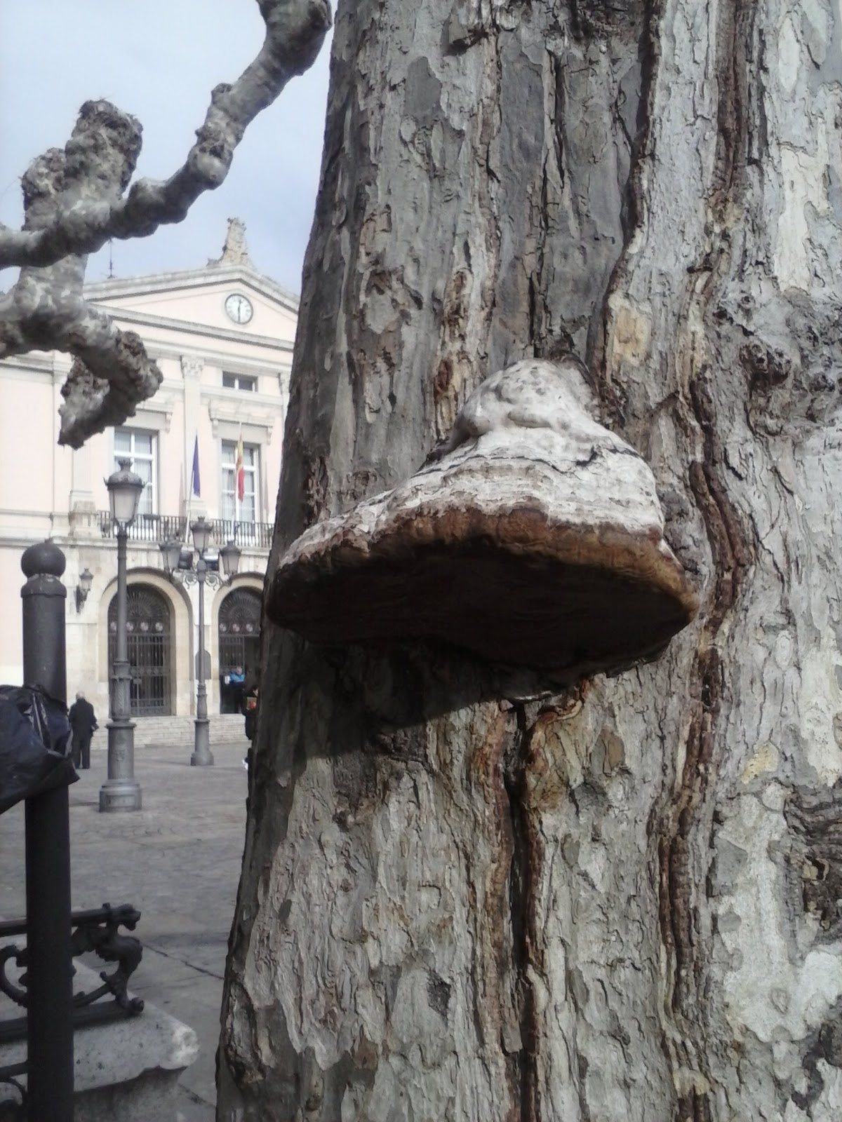 Con Mirada de Naturalista: Yesca, o historia de encender un fuego a la ...