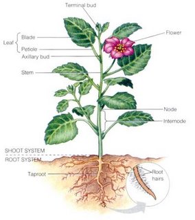BAGIAN TUBUH TUMBUHAN | Berbagi Ilmu