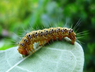 Campus homework: HEWAN ULAT BULU