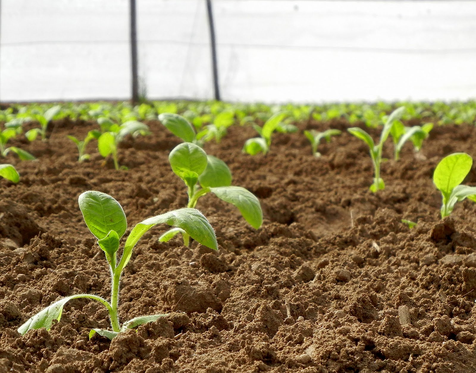 Heed the Fox: More Tobacco - Seedlings
