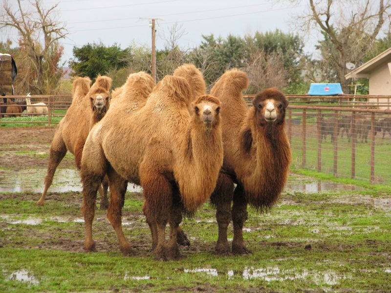 backyard critter watch: Camels in the Backyard