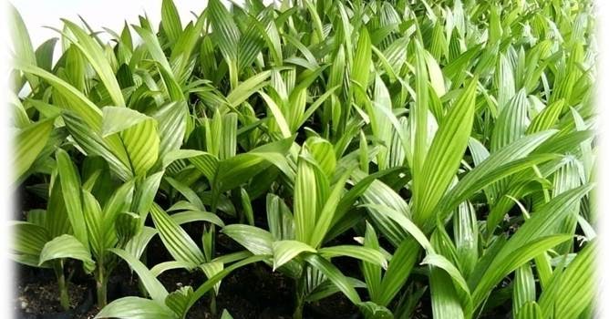 Akomodator Buah Pinang: Cara Penanaman Perawatan dan Pemanenan Pohon Pinang